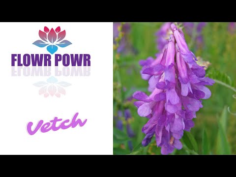 Vetch