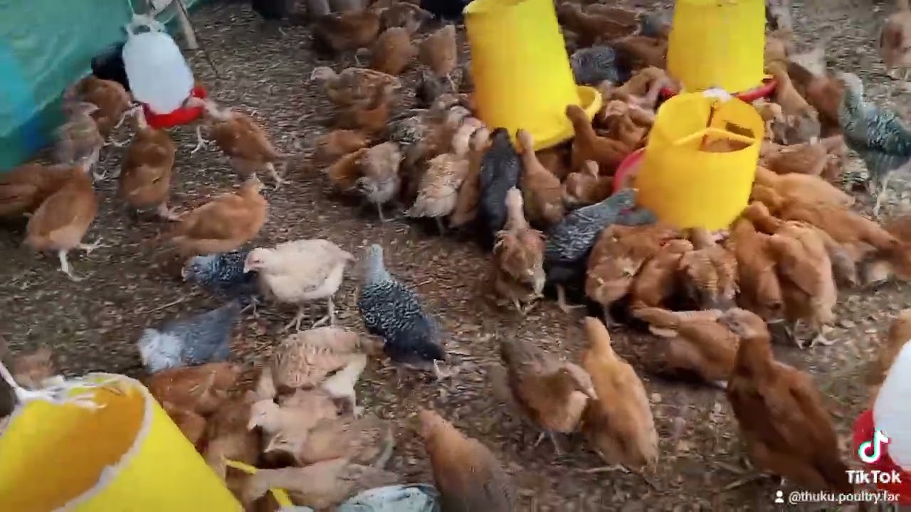 1 month old kenbro improved kienyeji