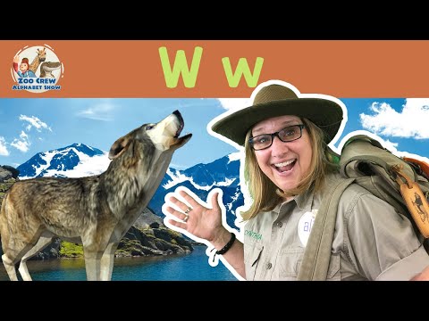 Learn about the Letter W and Wolves | Zoo Crew Alphabet Show EP:23