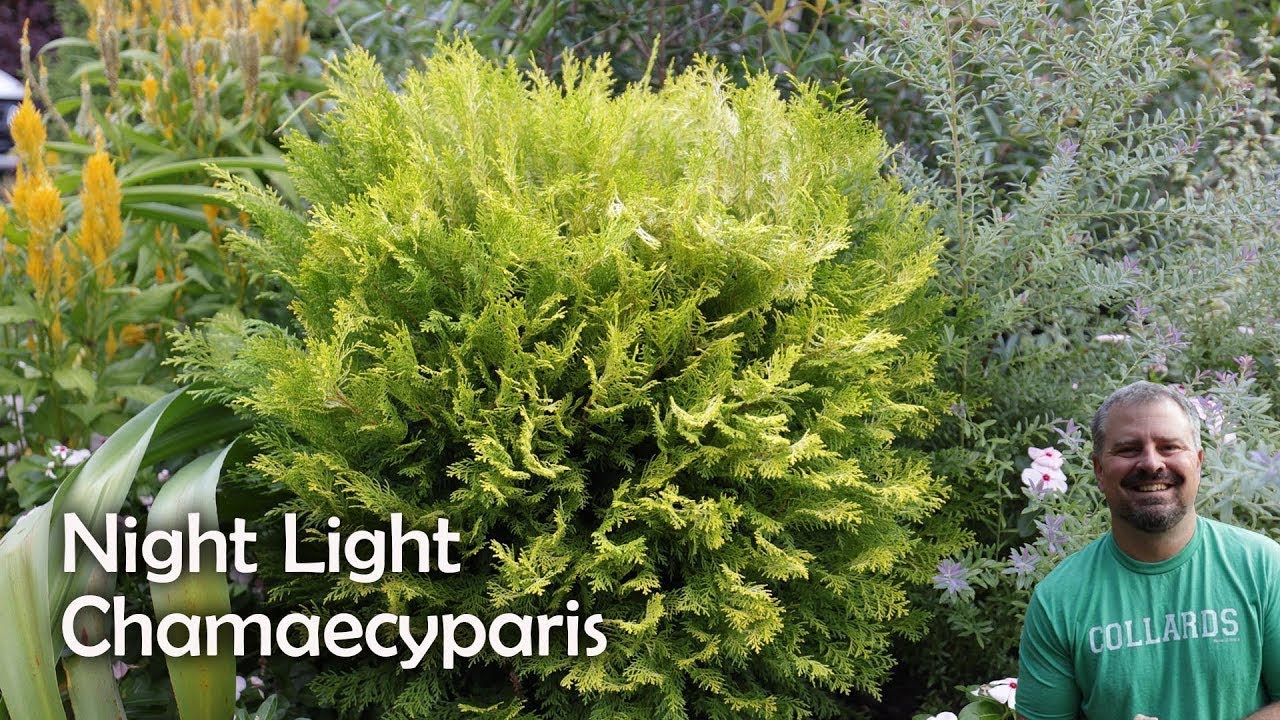 Night Light Chamaecyparis