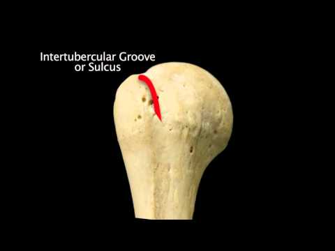 Funky Anatomy EXAM QUESTIONS Humerus
