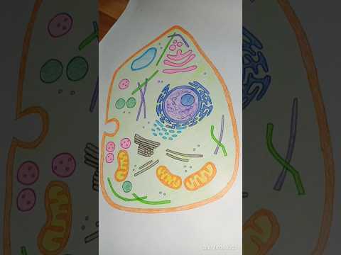 Animal Cell Drawing #trending #animalcell #science #craft #drawing #colors #craft #diy #new #shorts