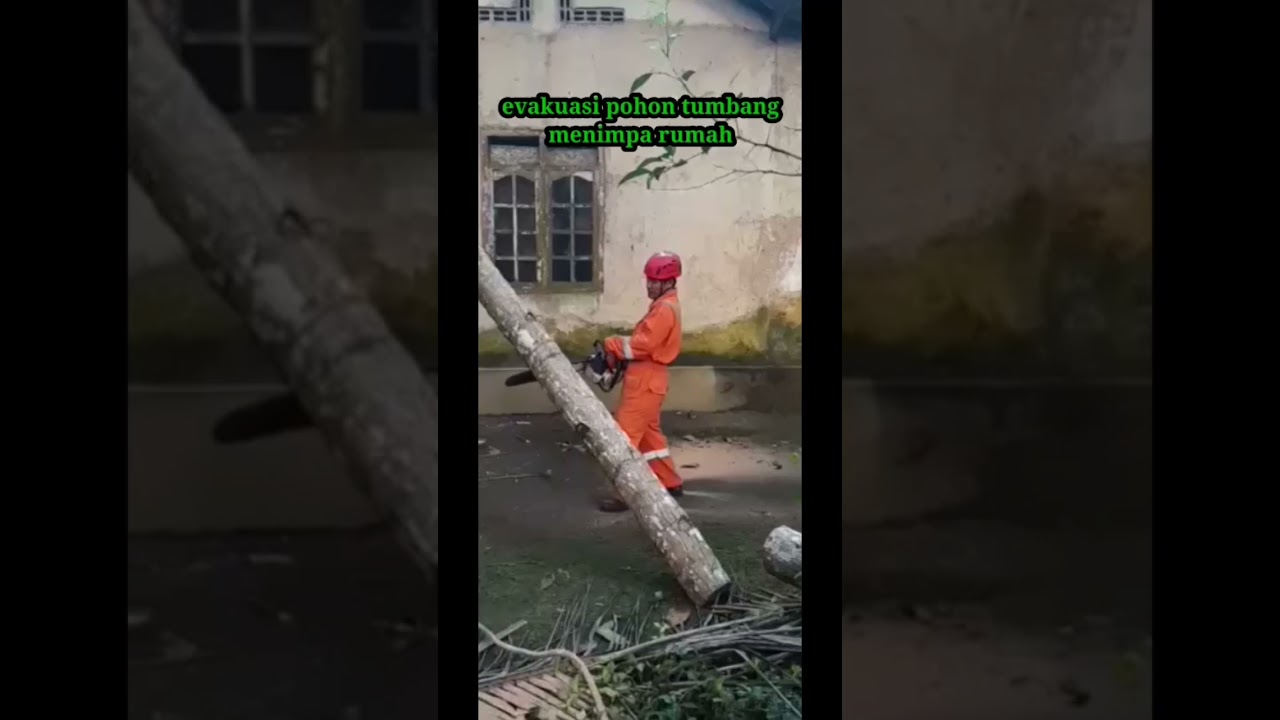 rescue pohon tumbang#shorts