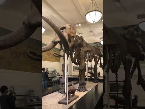 Dinosaurs of the American Museum of Natural History NYC