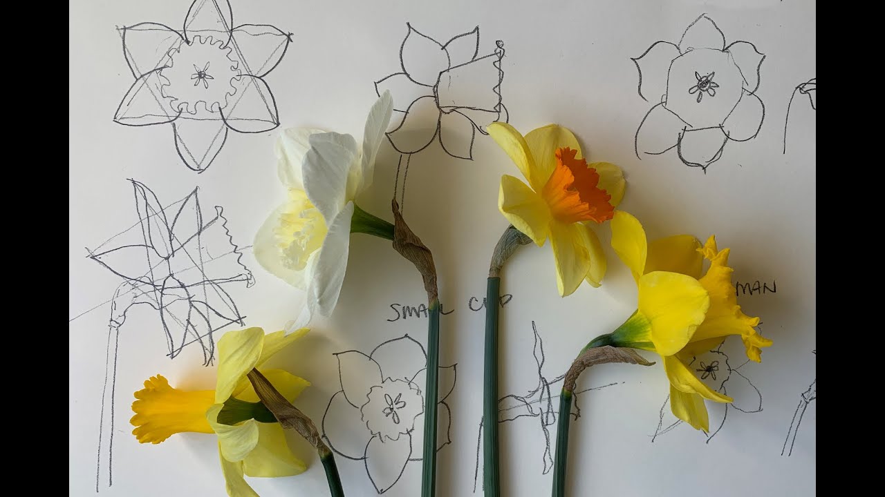 When Drawing Daffodils Look for the Geometric Shapes