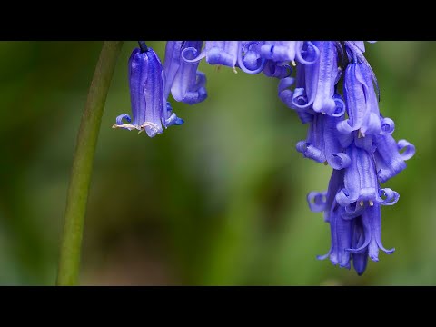 SCIENTIFIC NAME : English Bluebell Flower