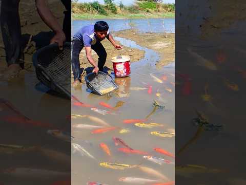 founa and catch japan koi fish and orenda red carp fish #fishing #carpfishing #freshwaterfish