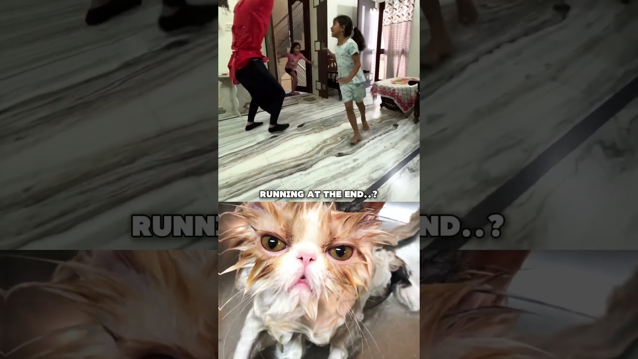This is extreme camouflage. . #cat #meme #funny