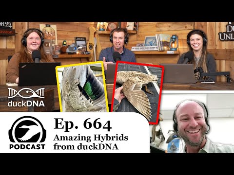 Amazing Duck Hybrids from duckDNA, Season 2 | DU Podcast