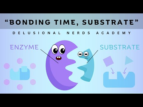 Meet Enzymes | Made Simple