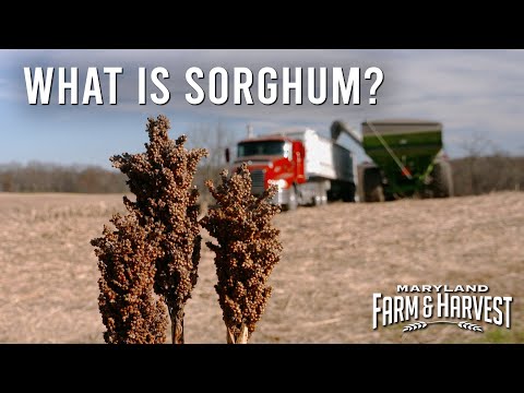 What is Sorghum? | MD F&H
