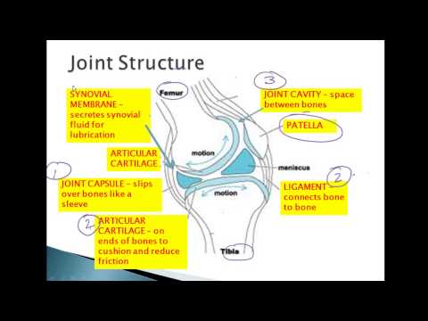 Bone Articulations
