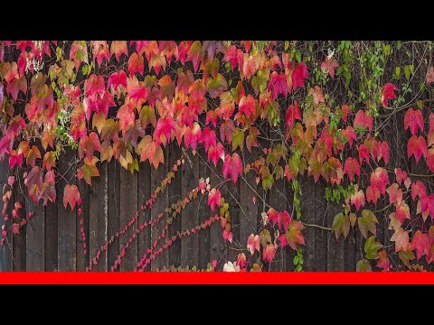 10 Perennial Vines For Shady Areas ποΈ