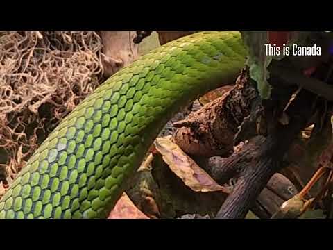 Extraordinary skin of the eastern green mamba snake.