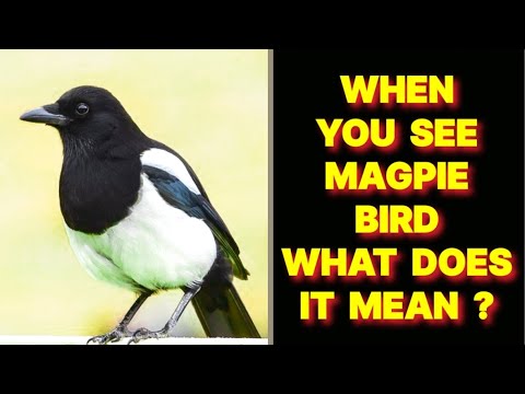 WHEN YOU SEE A MAGPIE BIRD WHAT DOES IT MEAN?