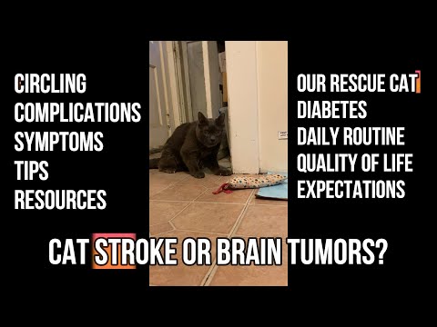 Cat Stroke or Brain Tumors? Our rescue cat journey. Symptoms. Resources. Quality of life.