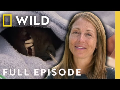 Taming the Wild Wolverine (Full Episode) | Dr. Oakley Yukon Vet | Nat Geo Animals