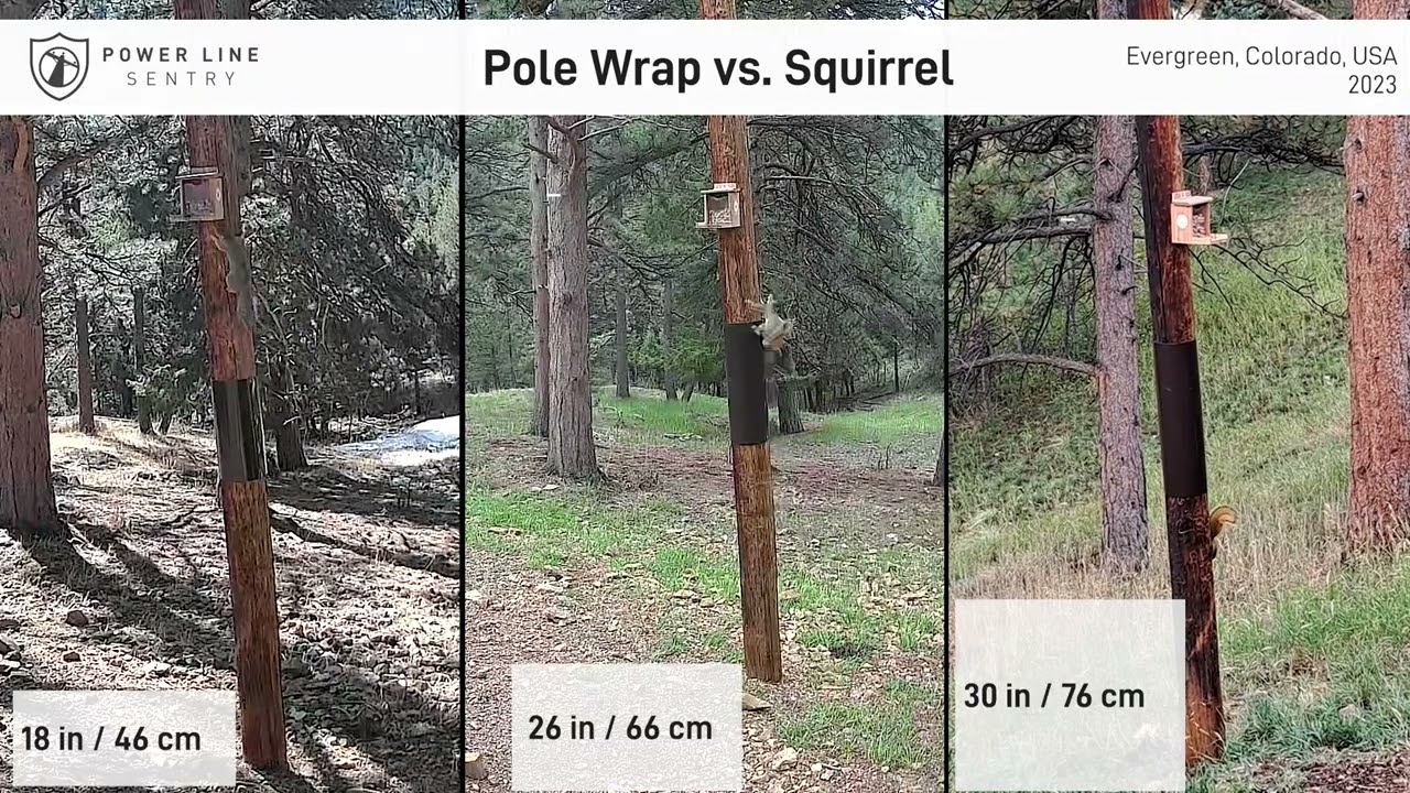 Squirrel vs. Power Line Sentry Pole Wrap
