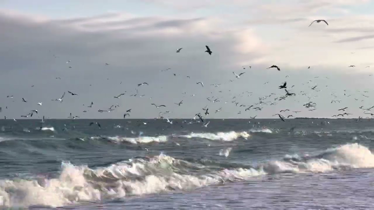 The amazing Northern Gannet￼
