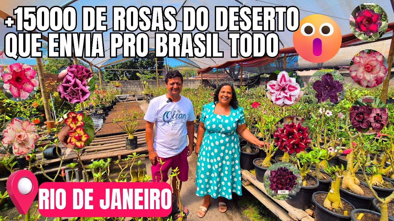 15,000+ Desert Roses: Desert Rose Growing Tips | How to Make Rose Substrates