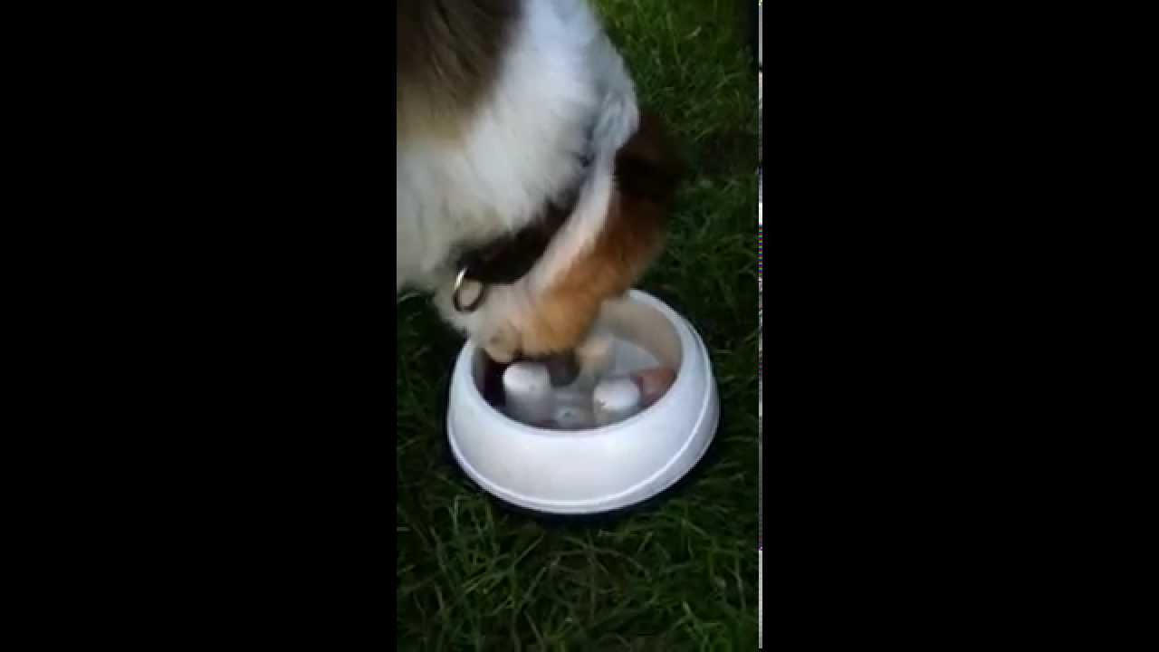 Hunde-Leberwurst-Eis I