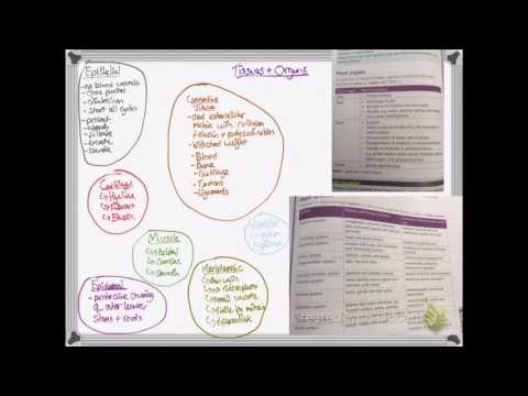 OCR A LEVEL BIOLOGY - UNIT 2.6 | CELL DIFFERENTIATION, ORGANS AND STEM CELLS