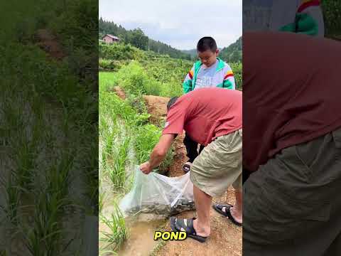 How Thai Farmers Combine Rice Farming and Fish Rearing for a Sustainable System#shortsfeed