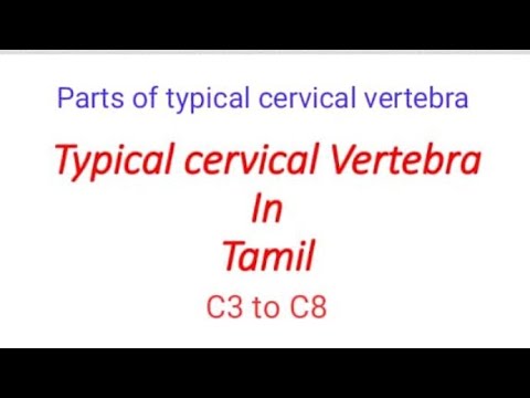 Cervical vertebra in Tamil / Typical Cervical vertebra in Tamil/ parts of Typical Cervical vertebra
