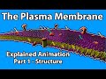 Health Cartoon About The Plasma Membrane Watch HD Mp4 Video Download Free