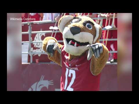 A Brief History of Butch T. Cougar