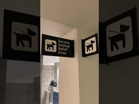 Canine Comfort: BWI Airport’s Dog Relief Zone #shorts #dogshorts #airport