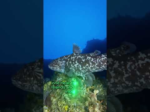 Coelacanth: The Living Fossil That Cheated Extinction
