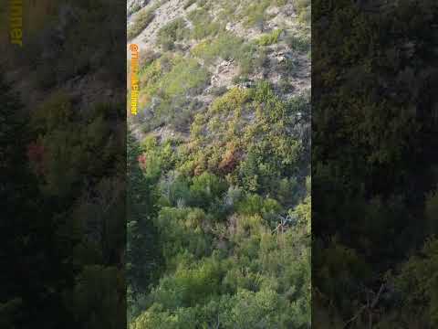 Bigfoot vs Drone: Did Sasquatch Throw Something at my Drone?