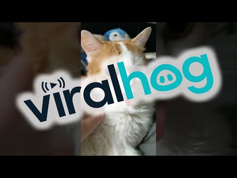 Caturday felid trifecta: Why do cats play with their prey?; cat with a ...