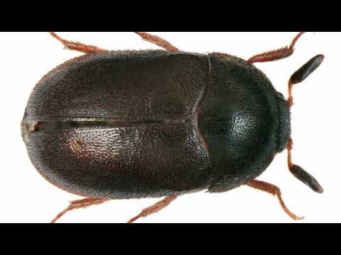 Black Carpet Beetle Life and Feeding Habits