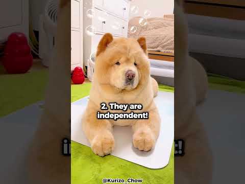 Top 5 Reasons Why You Should Get A Chow Chow!