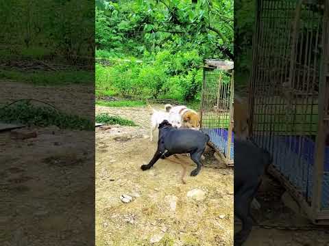😱pitbull fight | Intense Pitbull Battle🥊#pitbull #fight #fighting #dog #shorts #ytshorts