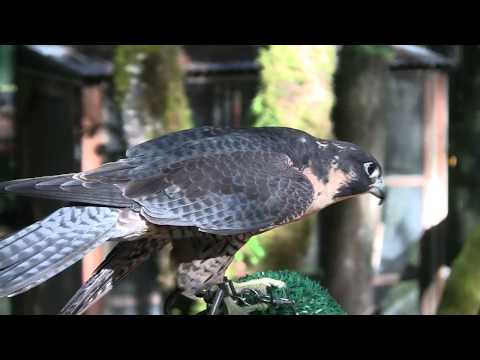 Cascades Raptor Center in Eugene