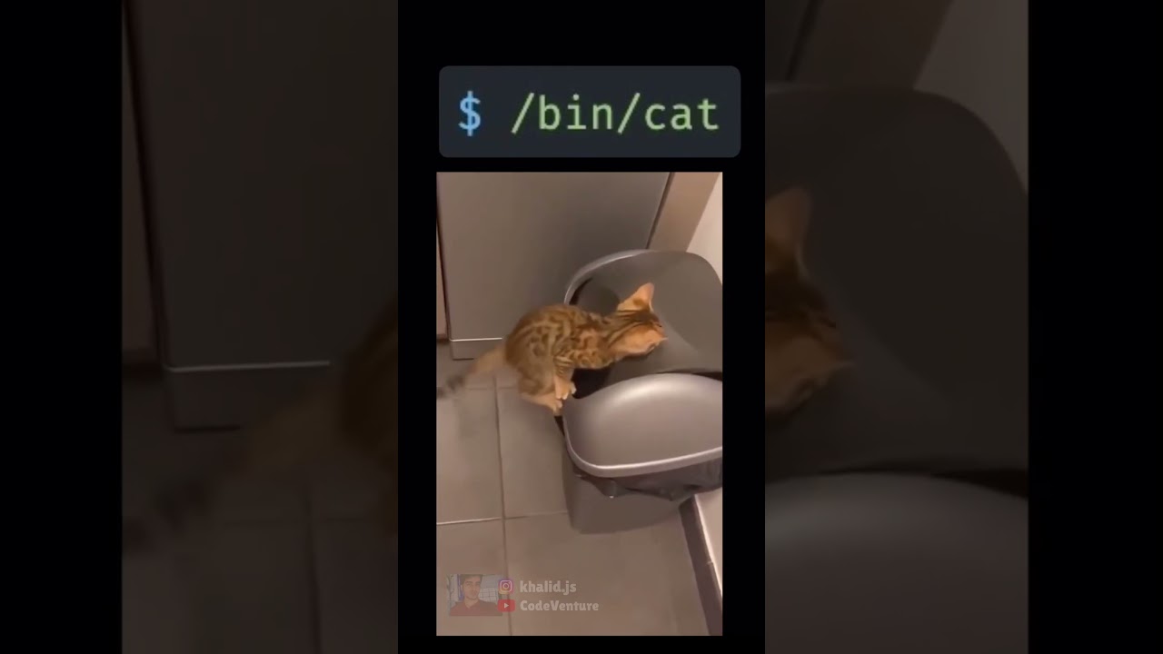 cat installed succesfully #coding #programming #javascript #python
