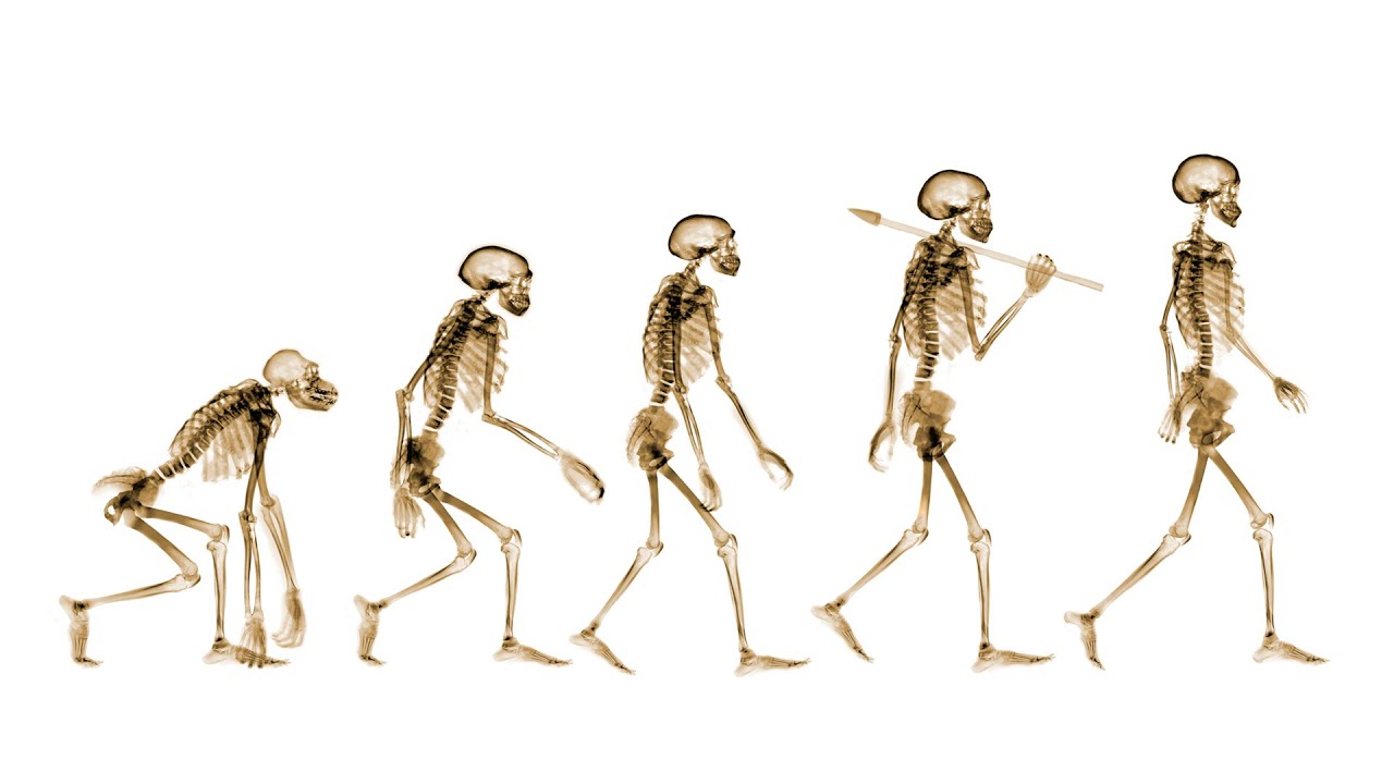 Did You Know: Why Don't Humans Have Tails? | Encyclopaedia Britannica