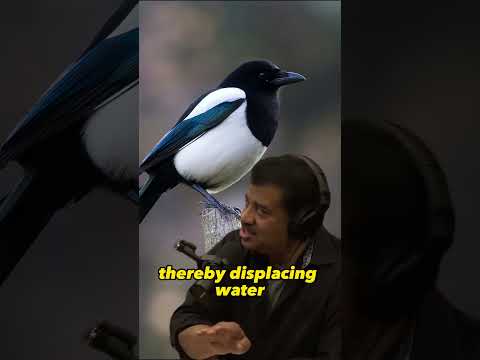 Mind-Blowing Intelligence of Magpies - Joe Rogan ft. Neil deGrasse Tyson #1658