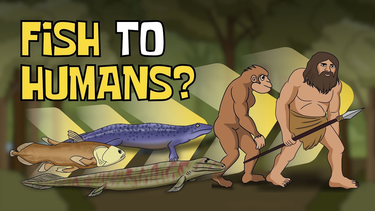 Did Humans Really Evolve from Fish? (The Evolutionary Journey of Homo Sapiens) | Animated Science