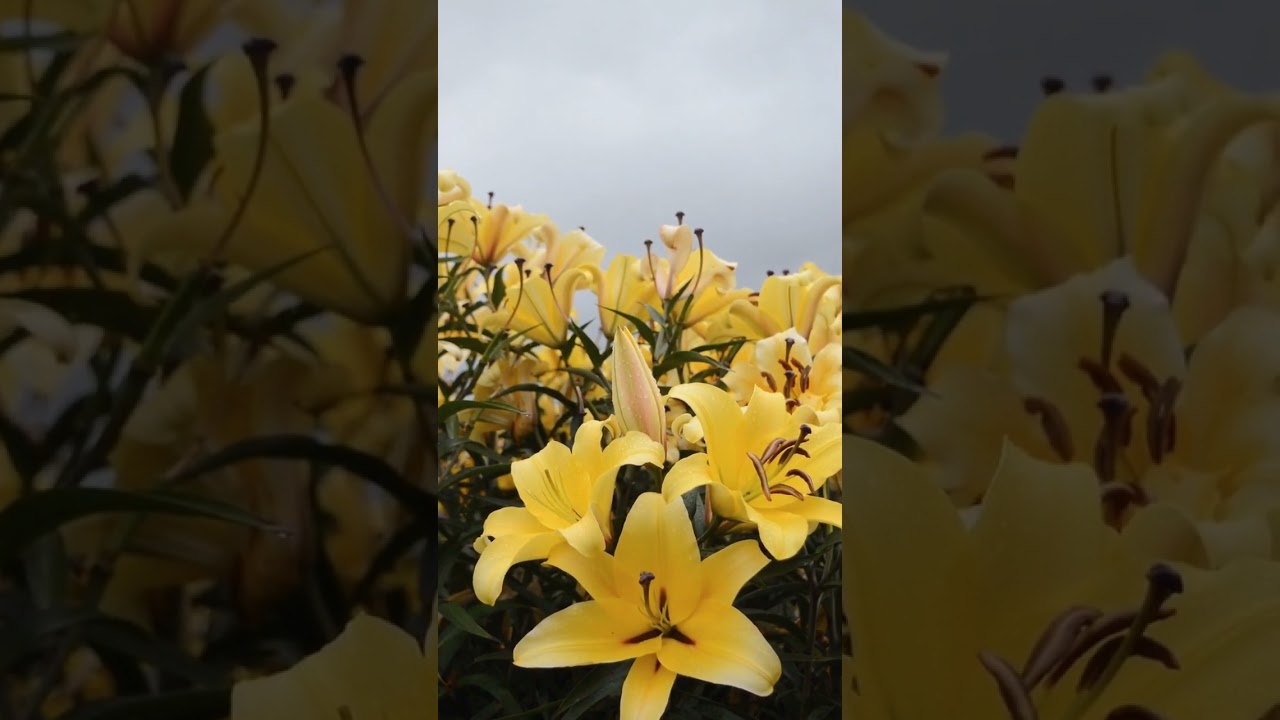 Lilium l Beauty of Lilium l🌼l #viral #nature #trending #lilium