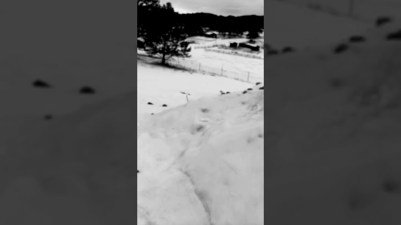 Cat 259D Fuel Filters