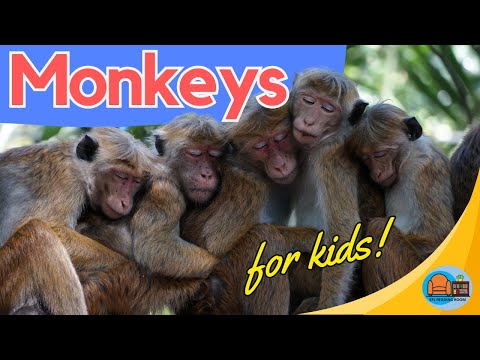 #monkeyvideo All About Monkeys / Monkey Facts for Kids