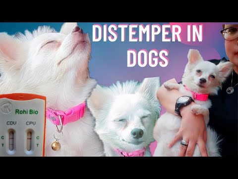 Distemper in Dogs – Causes, Symptoms, & Treatment | My Little Survivor | Vlog 002