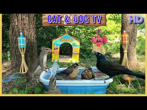10 Hours [No Ad Interruptions] Cat & Dog TV | Entertain Your Pets with Squirrels & Birds | Tiki Bar