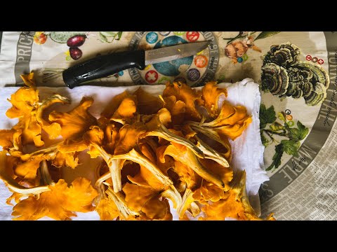 Processing and Cooking Chanterelles