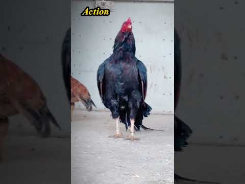 Aseel murga || Tiktok video || aseel murga in action #aseel #murga #shorts #birds #pets