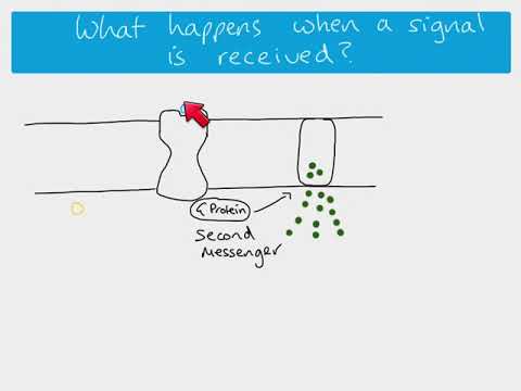 AS Biology - Cell signalling